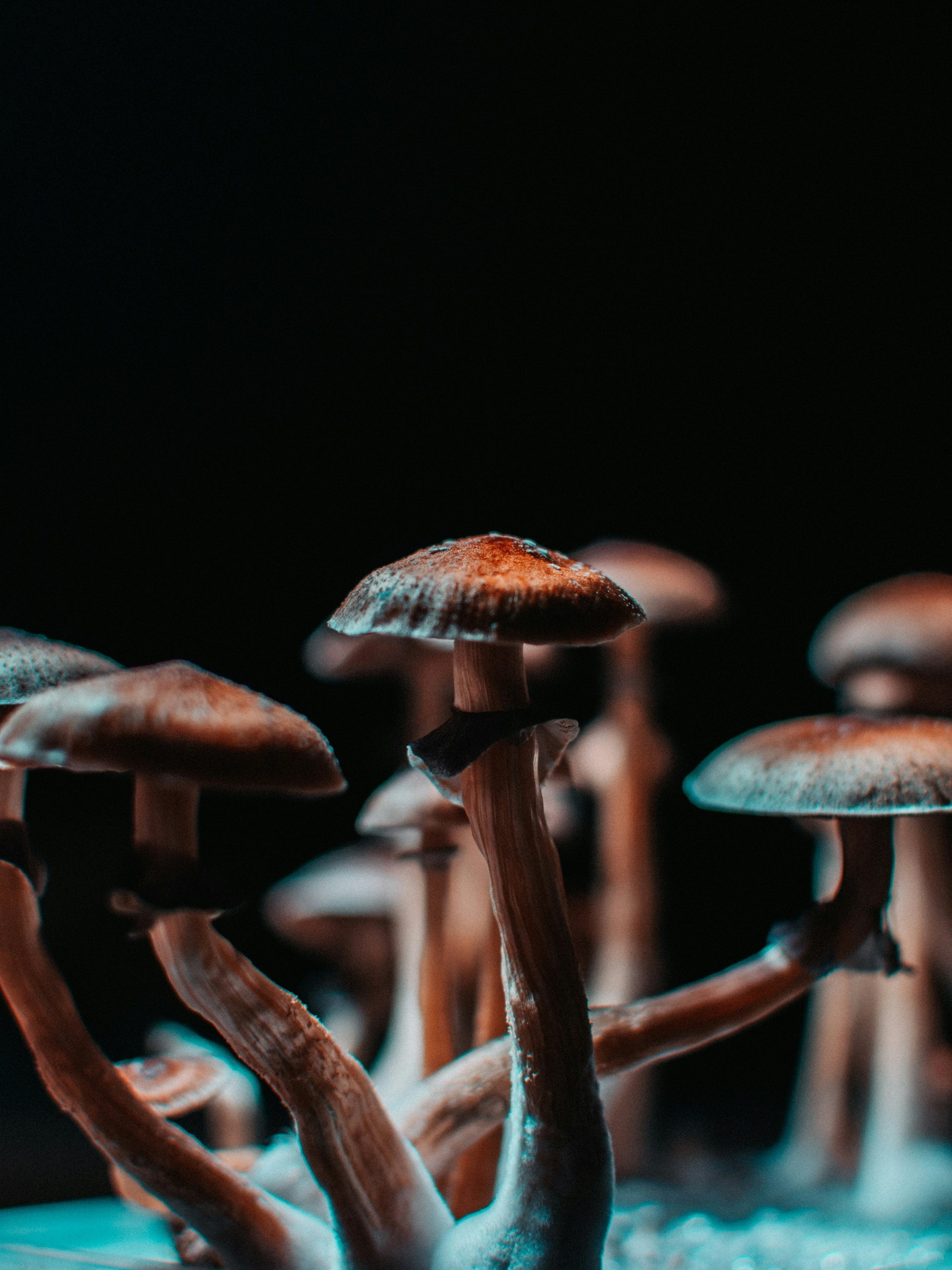 It's a Rogue World feat. a Primer On Psilocybin Mushrooms 5.19.25